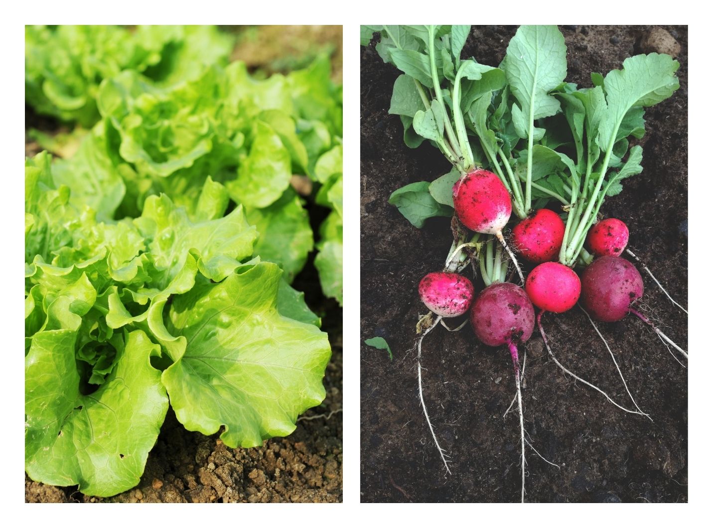 Gode og dårlige naboplanter i køkkenhaven | Louises Køkkenhave